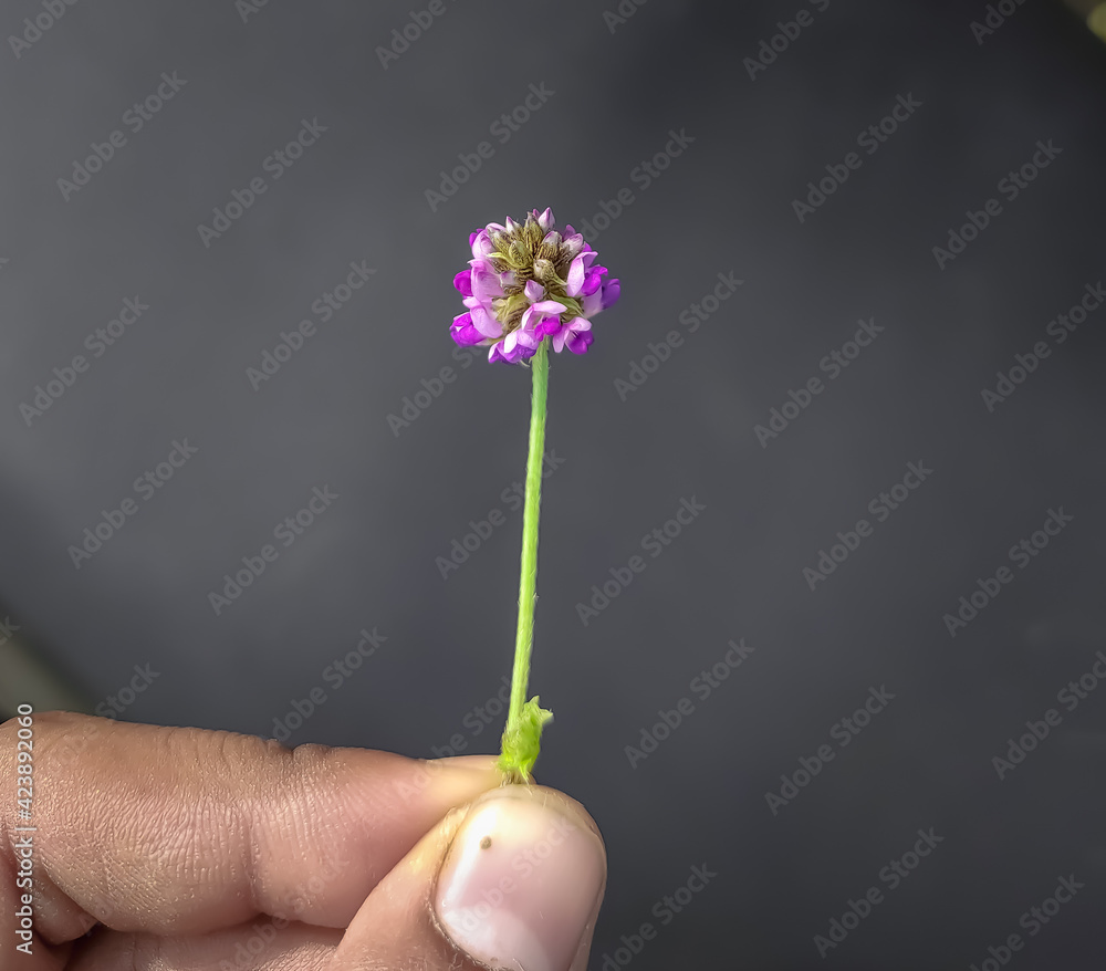Beautiful psoralea corylifolia,babchi,bakuchiol flower Indian Stock ...