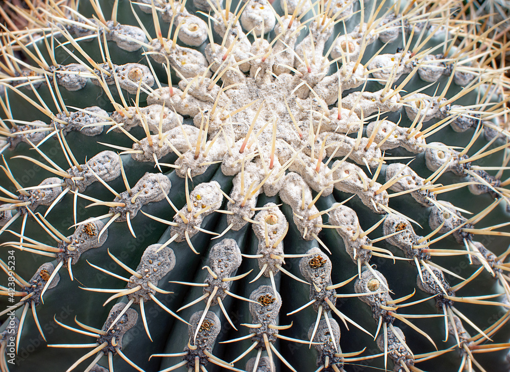 Close up view of green cactus as background (top view, texture). Macro ...