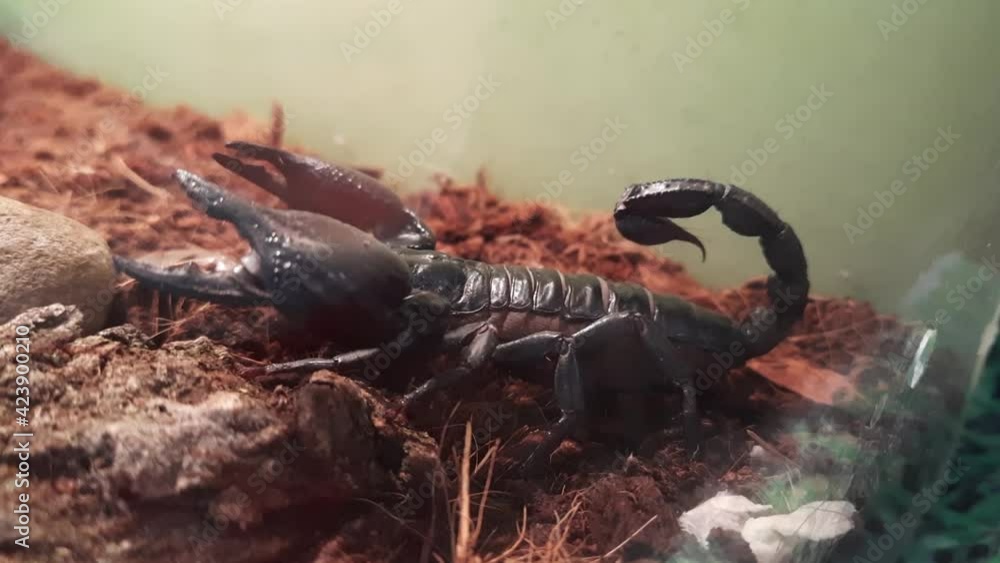 scorpion on the ground, scorpion, venom, venomous, female scorpion ...