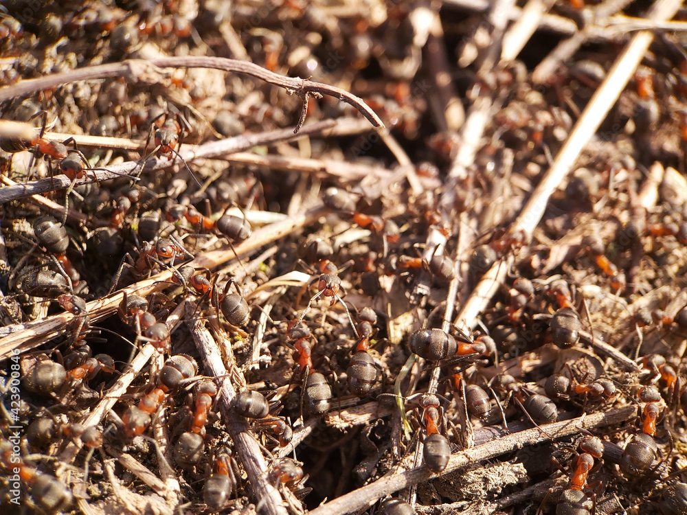 Large ants in the anthill. The first days of spring Stock Photo | Adobe ...