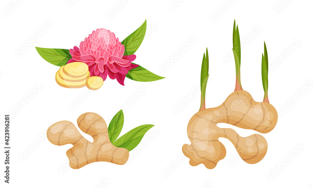 Ginger Plant Vector