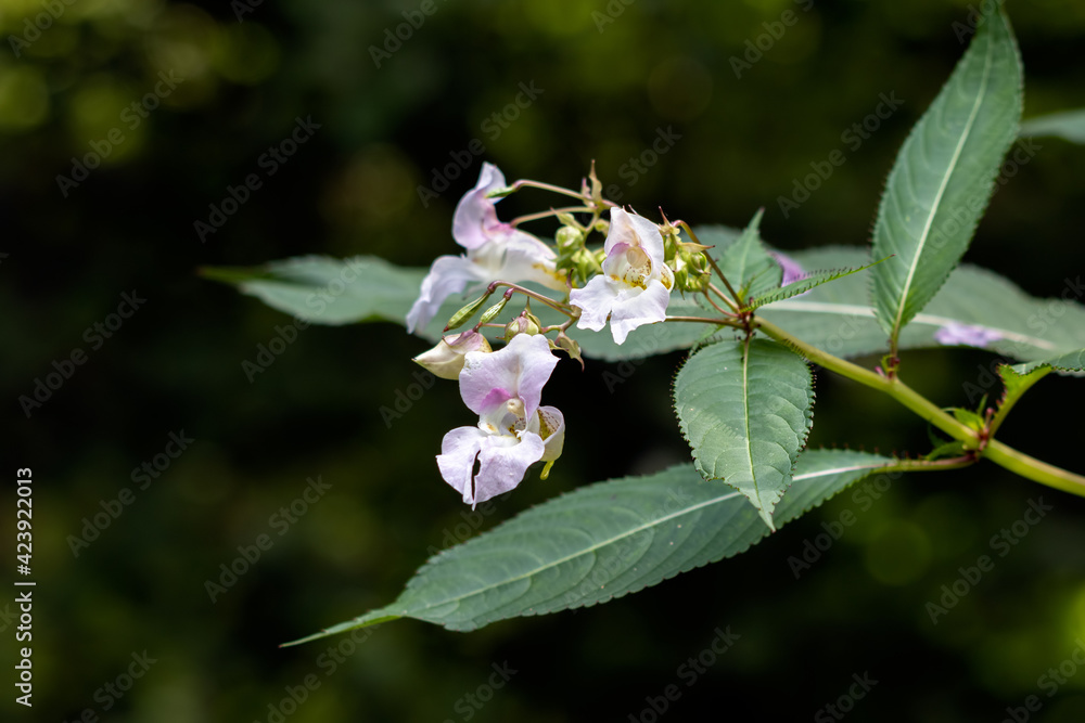 Himalayan balsam (Impatiens glandulifera) flowers and seed pods Stock ...