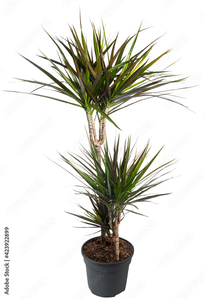 Dracaena marginata isolated on white background. Yucca Cane Plant. The ...