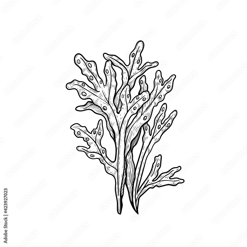 Hand drawn sketch style seaweed. Deep underwater or reef seaweed. Retro ...