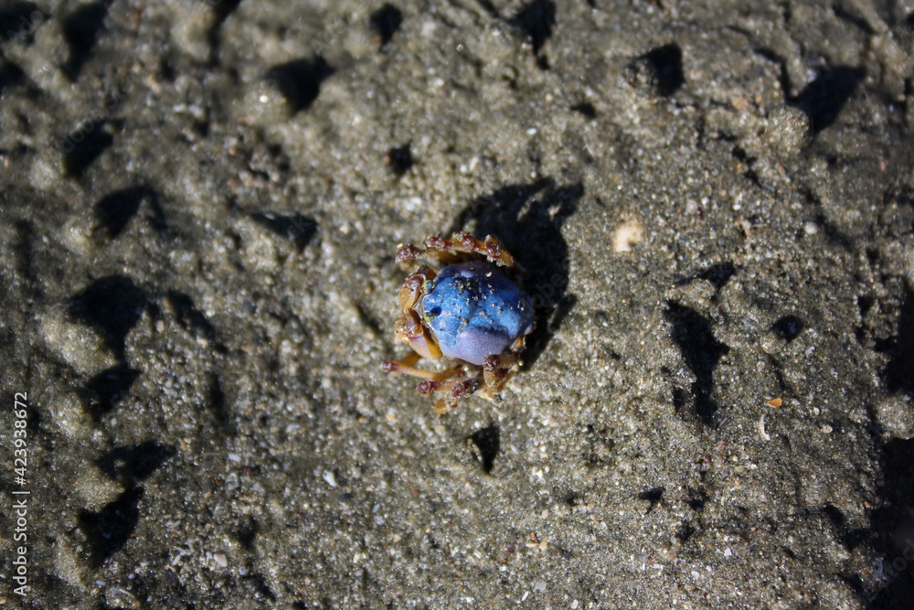 Blue-shelled soldier crab viewed from above on an Australian beach ...