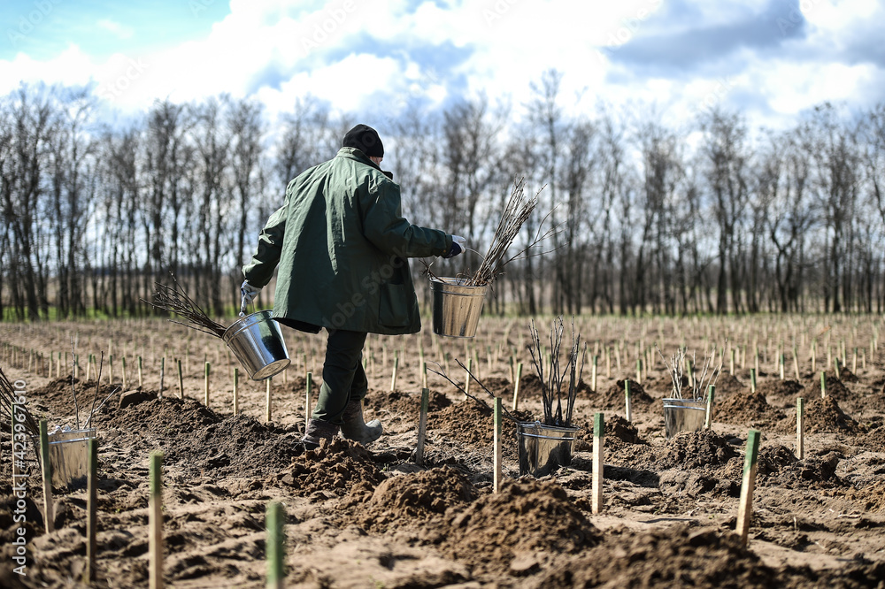 Planting trees on arid soil to fight against desertification Stock ...