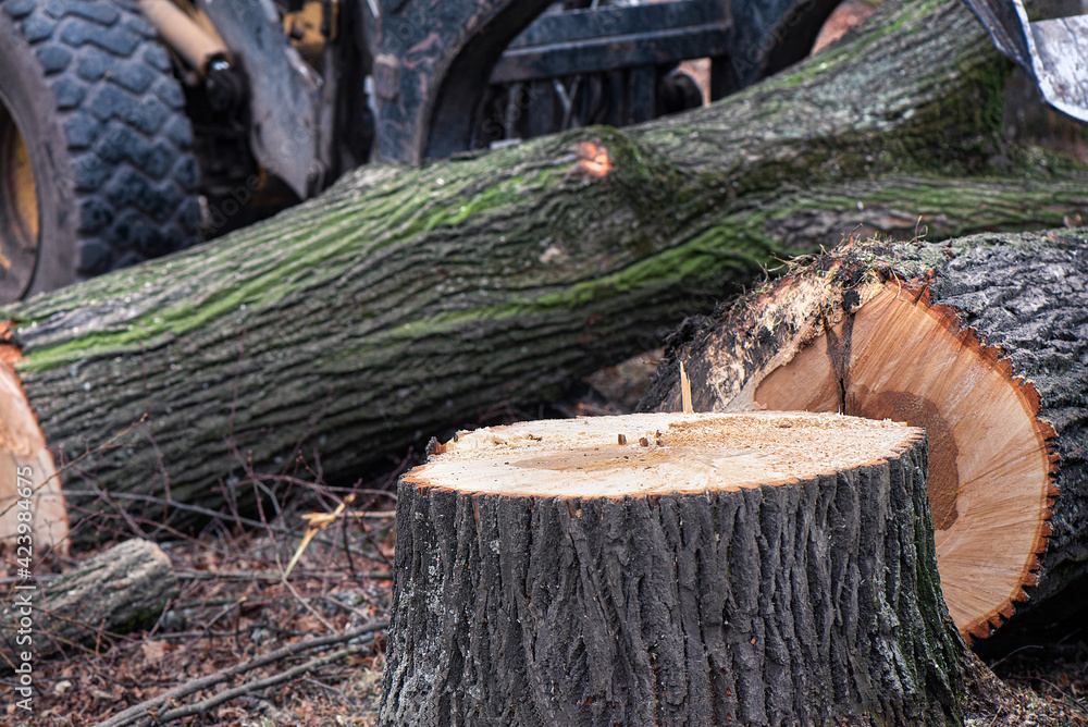 Lumberjack cutting of a diseased linden tree in a built-up area. Stock ...