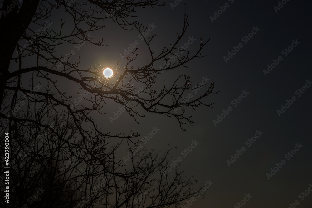 Night Moon Sky And Tree