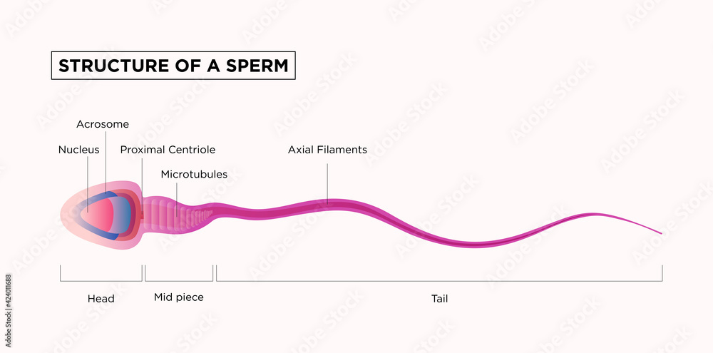 Anatomy Of A Human Sperm Cell Stock Vector Adobe Stock