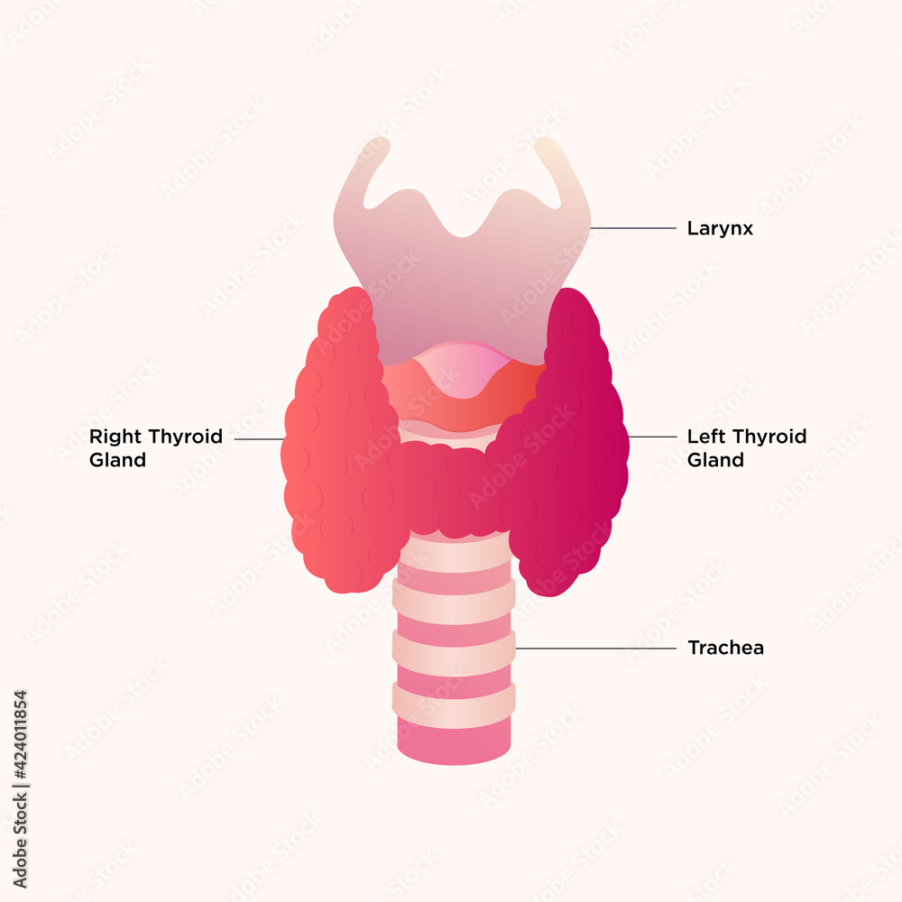 Thyroid Gland and Larynx diagram. Thyroid gland medical concept as a ...