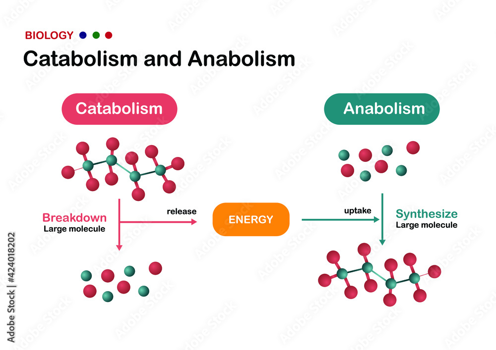 Vettoriale Stock Biological diagram explain difference of catabolism ...
