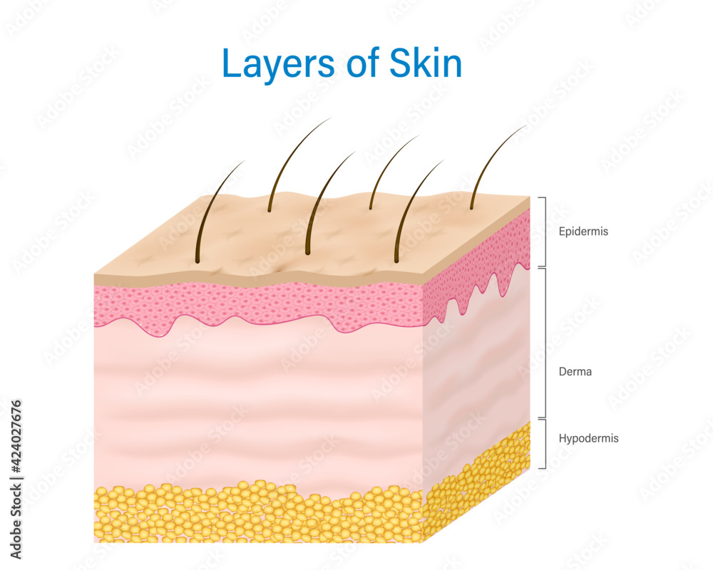 Layers of the human skin, illustration about medical diagram. vector ...