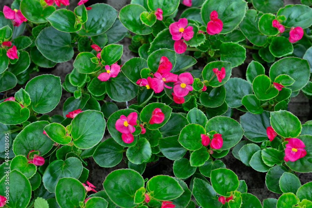 Nature background, wallpaper, growing plants in garden at springtime ...