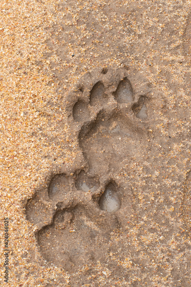Lion footprints in mud on a safari in South Africa Stock Photo | Adobe ...