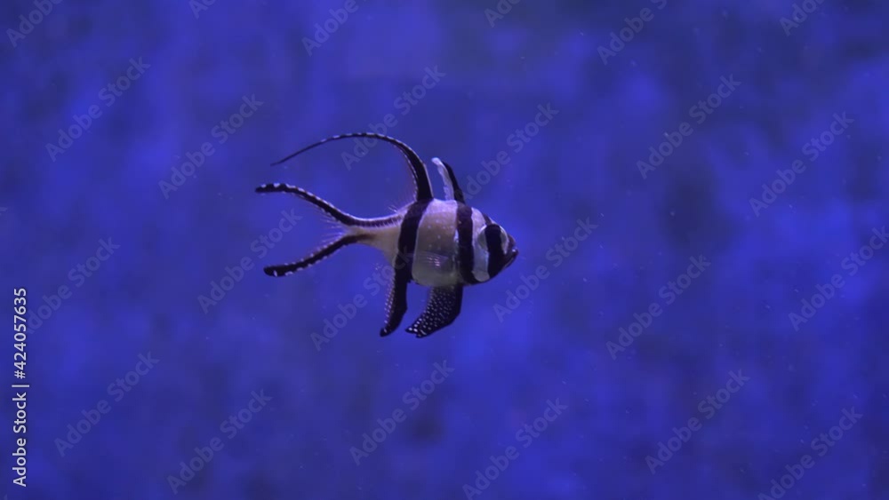 Banggai cardinalfish (Pterapogon kauderni) is small tropical ...