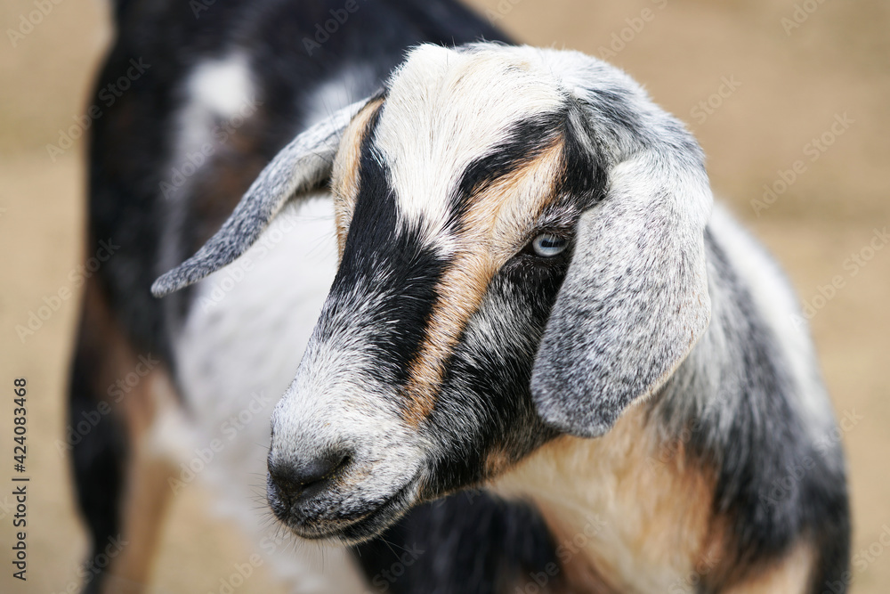 Black, white and gray adult goat looks forward with his ears out ...