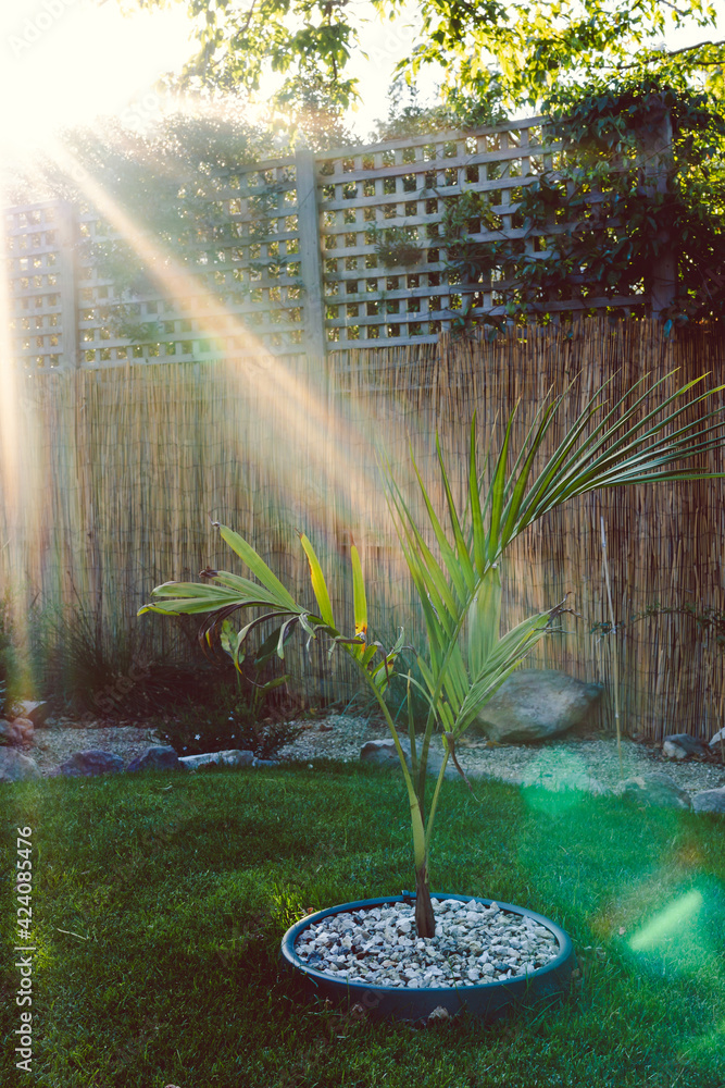 small bangalow palm tree in idyllic sunny backyard with sun rays and ...
