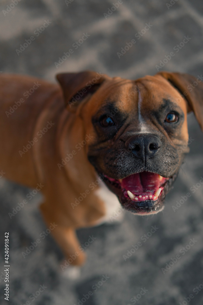 hermosa foto de perro raza boxer, sonrisas, feliz, animal Stock Photo ...