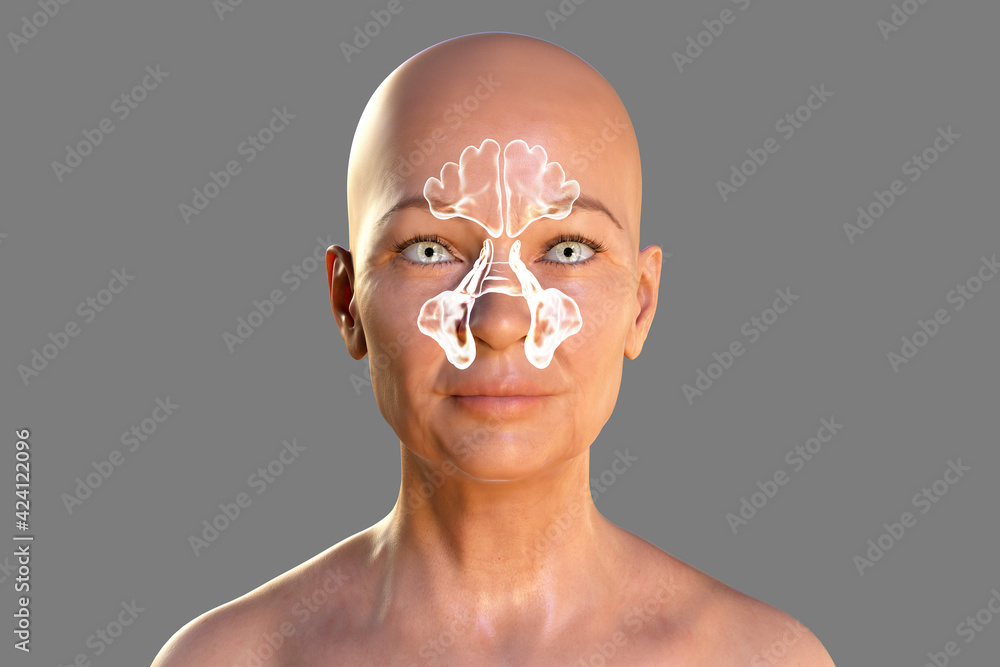 Anatomy of paranasal cavities, illustration showing paranasal sinuses ...