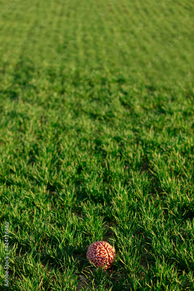 Human brain on green wheat field in spring Stock Photo | Adobe Stock