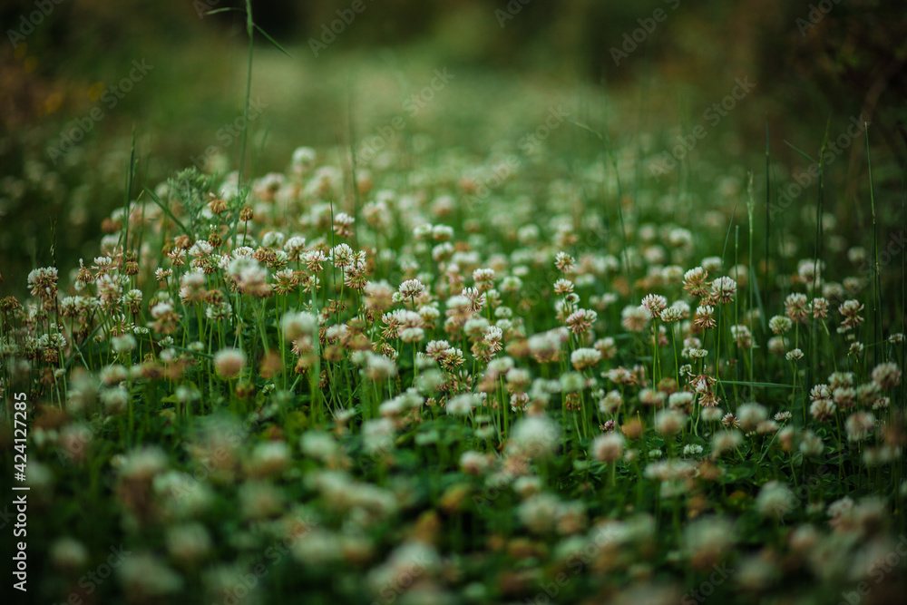 green field of small white flowers, clover, rhythm, pattern, nature ...