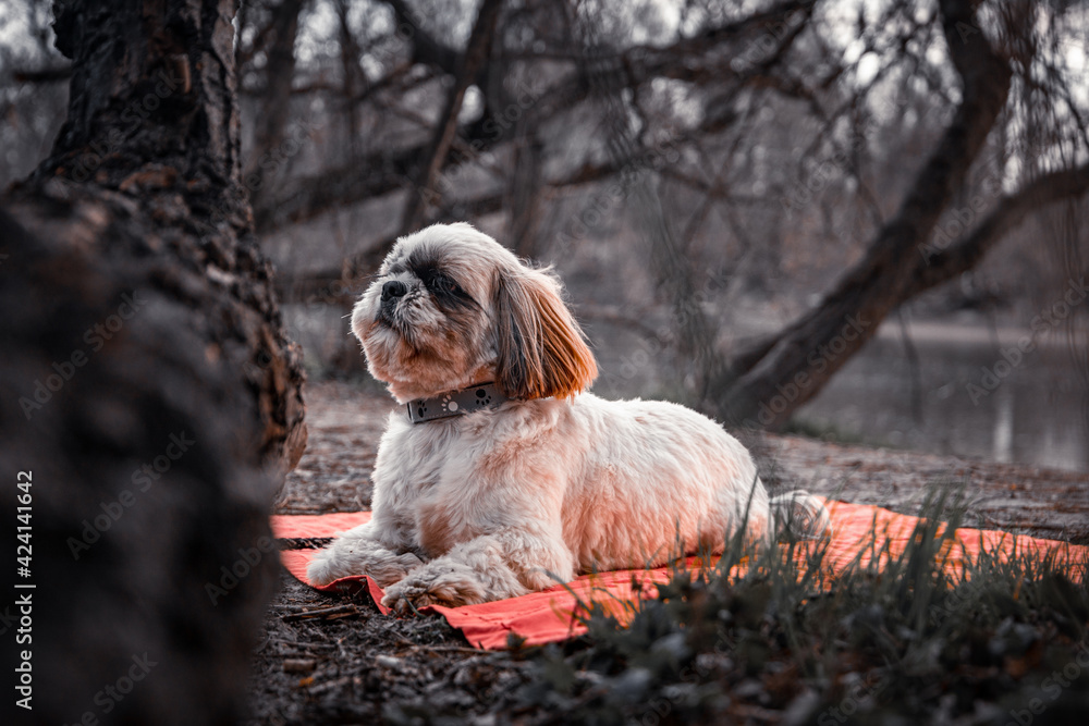 White Shih Tzu laying between trees looking around Stock Photo | Adobe ...