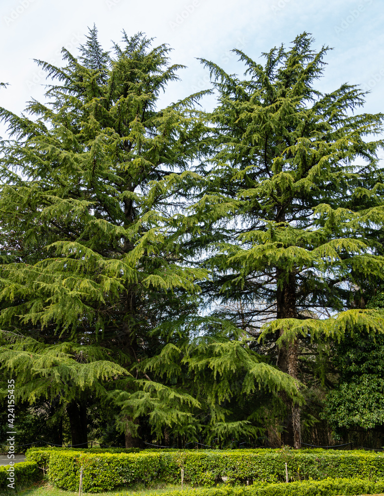 Himalayan cedar, Cedrus Deodara (Deodar cedar, Himalayan cedar) in ...