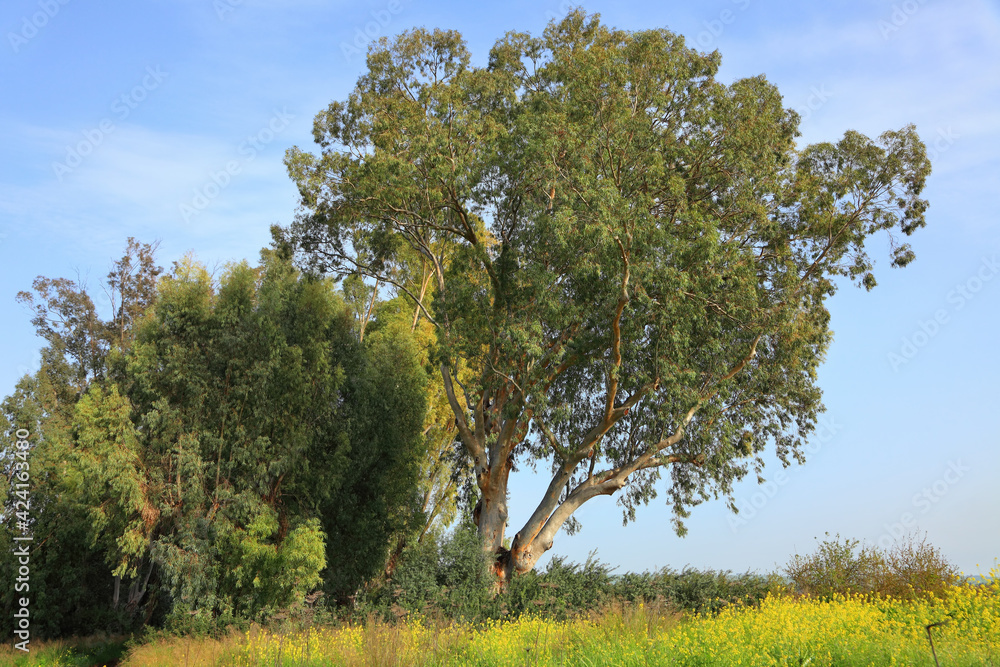 Huge eucalyptus tree grows in nature on North of Israel. Green ...
