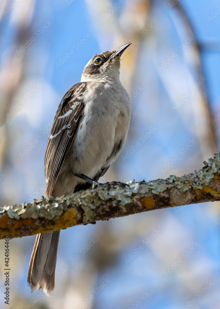 Galápagos mockingbird (Mimus parvulus), an endemic bird of Galapagos ...