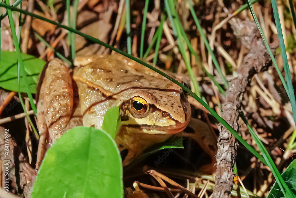 Lake frog sitting on the ground Stock Photo | Adobe Stock