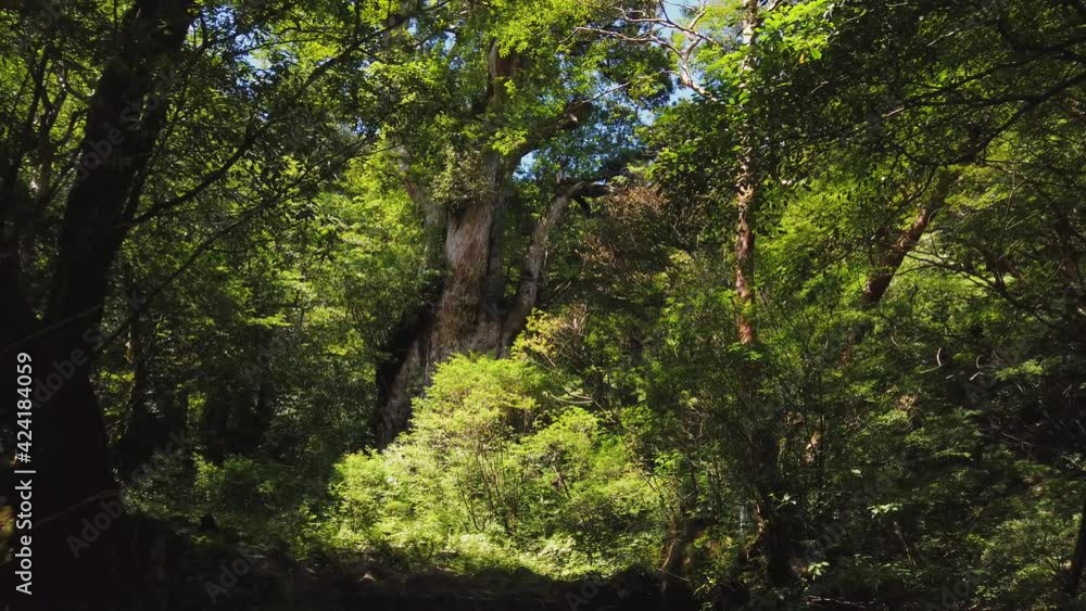 Jomon Sugi, largest and oldest Yakusugi Cedar Tree in Japan on ...