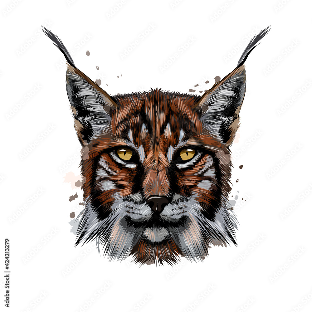 Lynx head portrait from a splash of watercolor, colored drawing ...