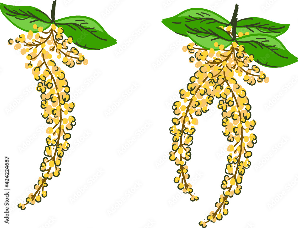 Golden Shower Tree vector.Thailand flower painting.Cassia fistula ...