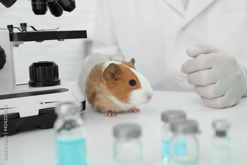 Scientist with guinea pig in chemical laboratory, closeup. Animal ...