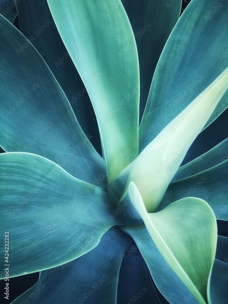 Agave Attenuata - Color Portrait Format Stock Photo | Adobe Stock