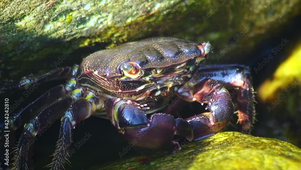 Marbled rock crab (Pachygrapsus marmoratus) on rocks above water level ...