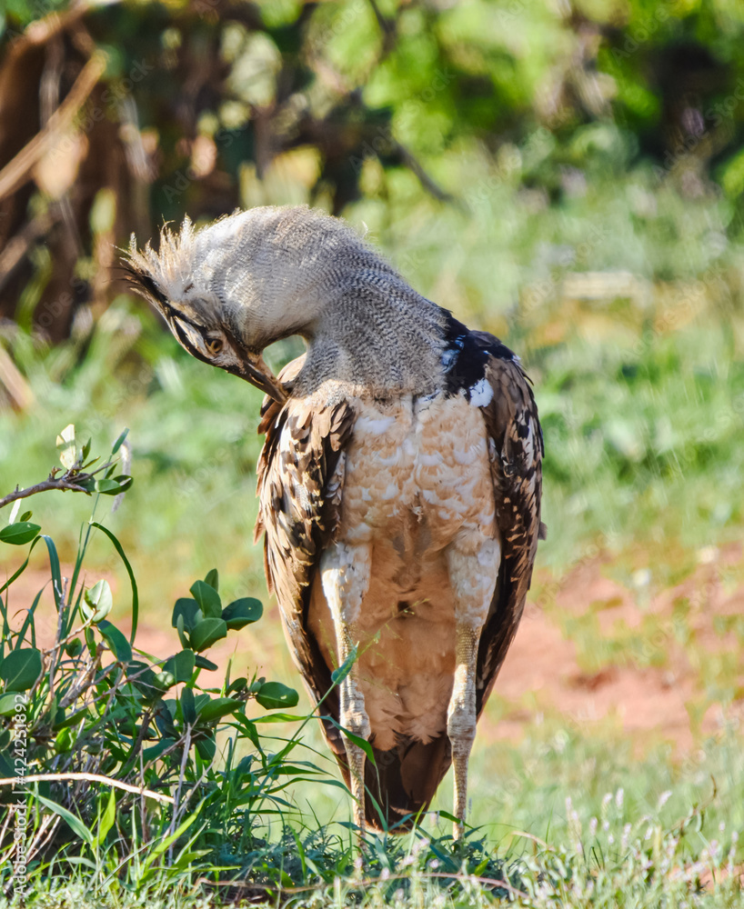 A Kori bustard (Ardeotis kori) preens its feathers. The Kori Bustard is ...