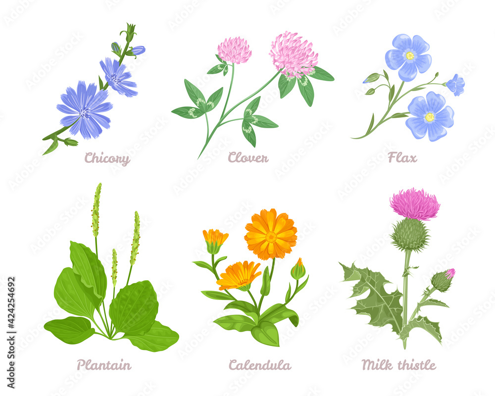 Set of medicinal herbs and wild flowers isolated on white. Vector ...
