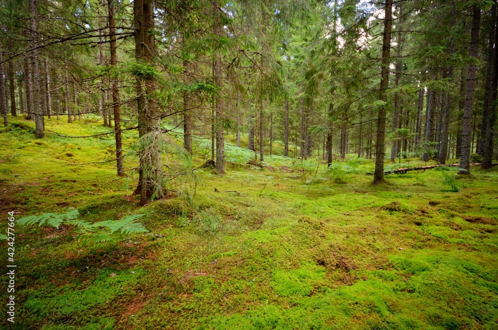 Majestic northern evergreen forest. Mighty pine trees, plants, fern ...