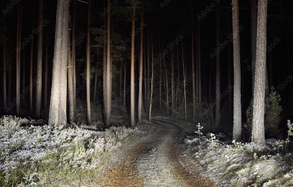 Illuminated pathway through the mighty trees at night. Scary forest ...