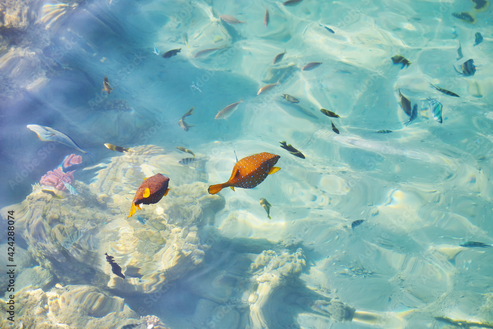 Fotka „Crystal turquoise water of the Red sea. Background of the Red ...