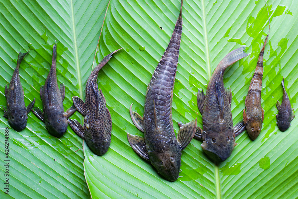 Top view of six different species of armored catfish, Pseudorinelepis ...