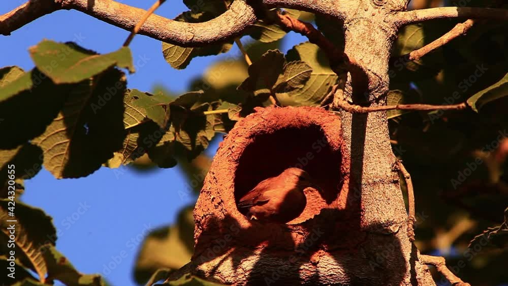 Red ovenbird tends to its nest made of mud and clay Stock Video | Adobe ...