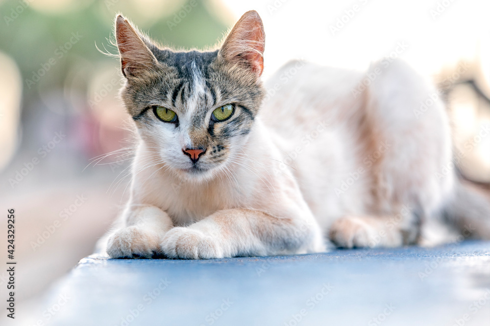 Foto de The stray or feral cat on the sidewalk. Feral cats often live ...