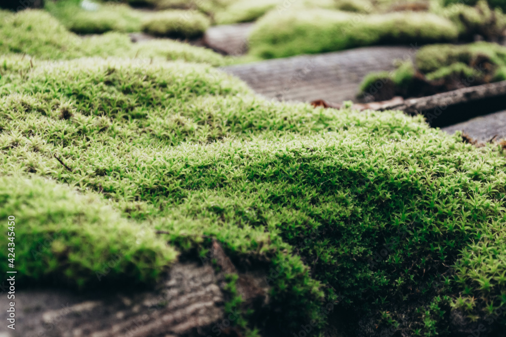 tiled roof covered with moss. The stone is covered with beautiful moss ...