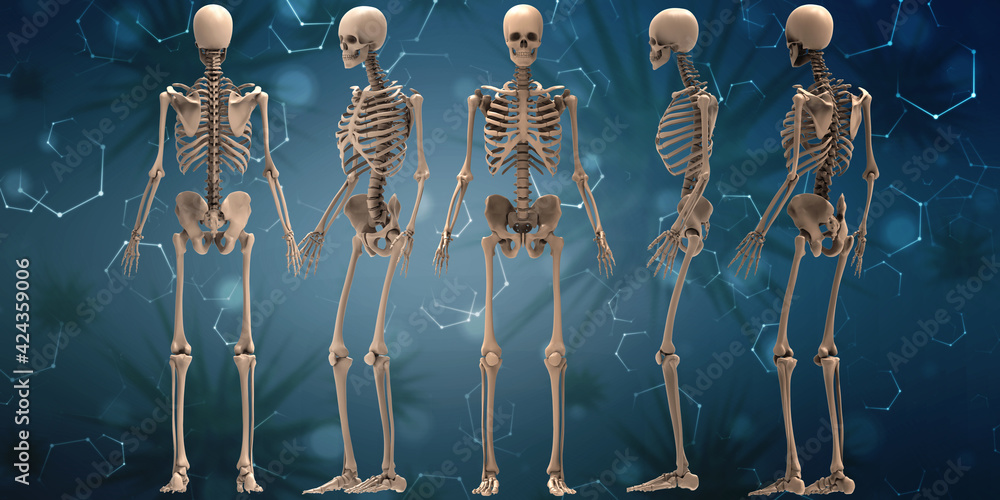 3d renderings of human skeleton Stock Illustration | Adobe Stock