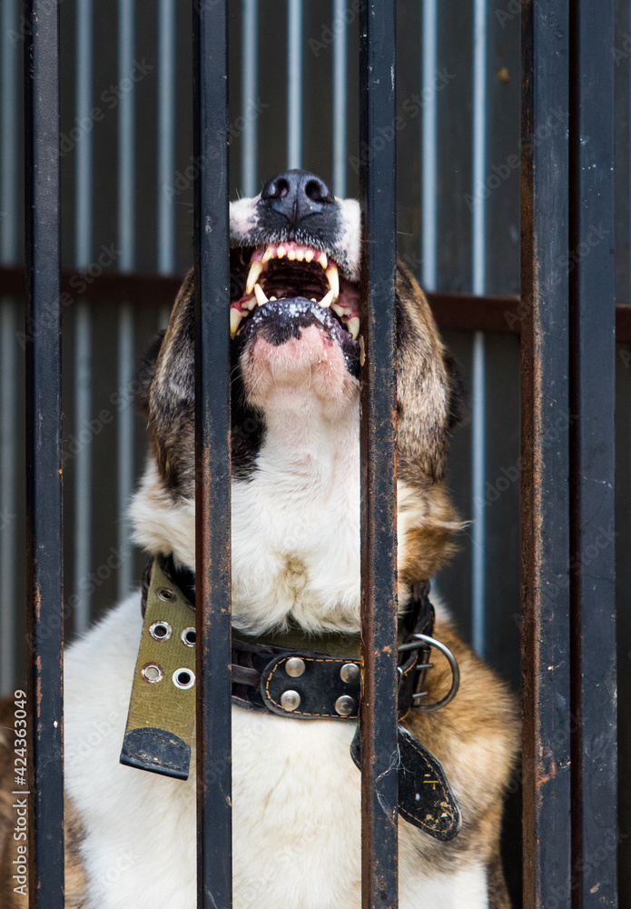 angry dog in the aviary Stock Photo | Adobe Stock