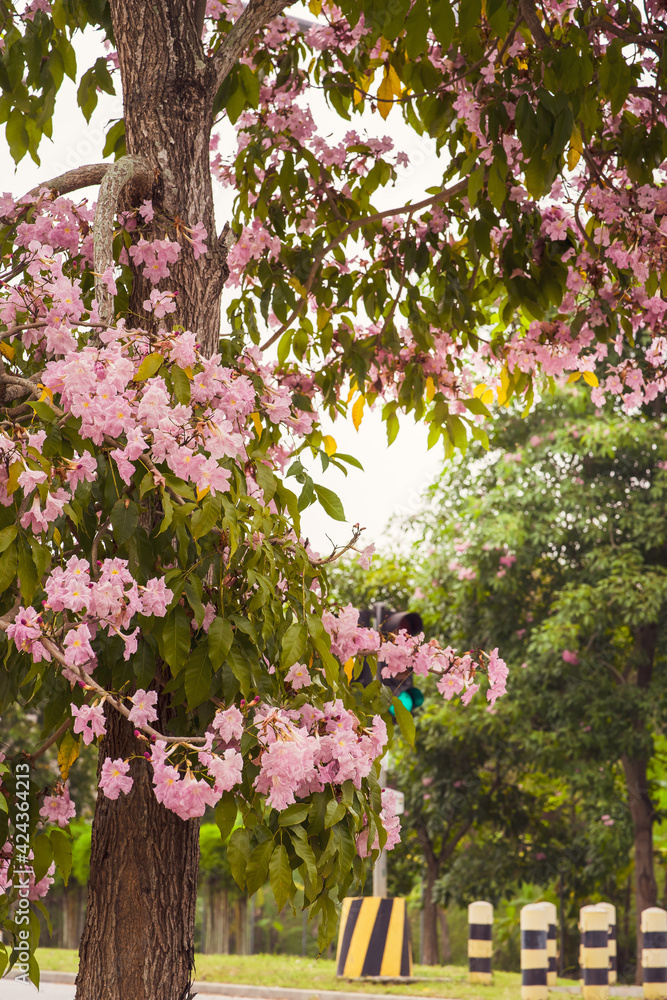 pink tecoma flower tree or Tabebuia rosea or Pink trumpet tree blooming ...