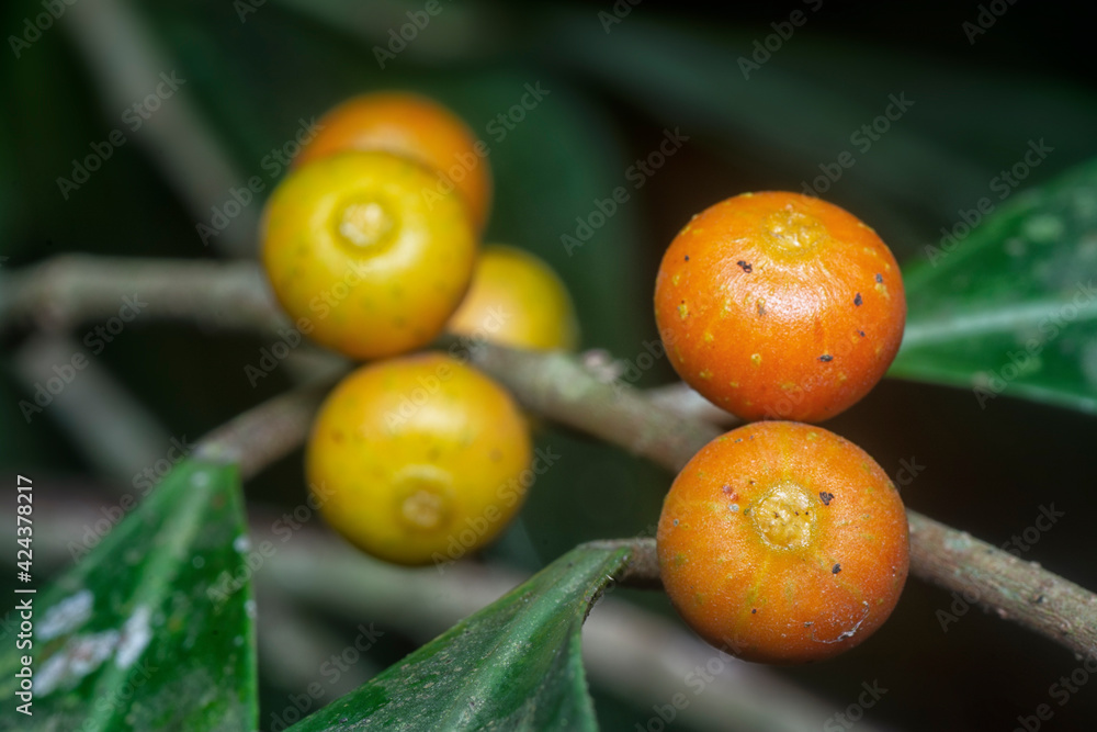 ficus microcarpa fruits. Stock Photo | Adobe Stock