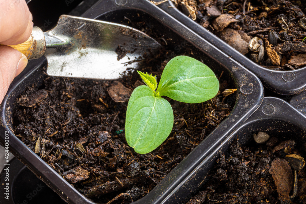Foto de picking or pinching seedlings during period of cotyledonous ...